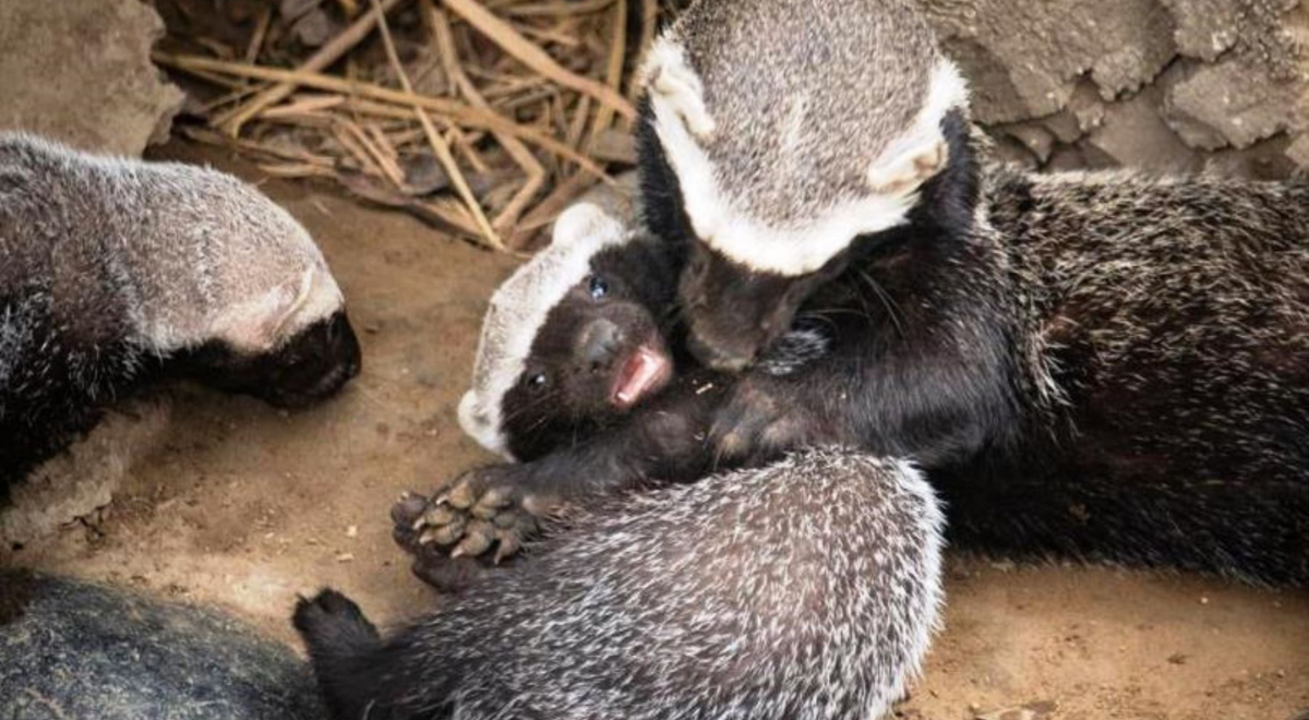 Nacen bebés trillizos de hurón silvestre en zoológico de Huachipa