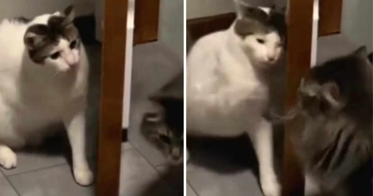 Gatito con patita amputada intenta cachetear a otro gato y causa ...