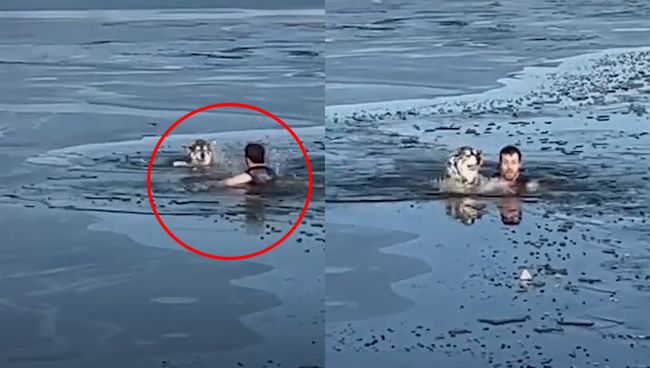 Arriesga su vida para salvar a perrito de morir ahogado y miles se ...