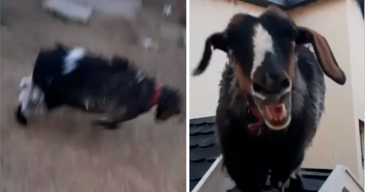 Cabrita se emociona al ver a su dueña y empieza a dar giros en el aire