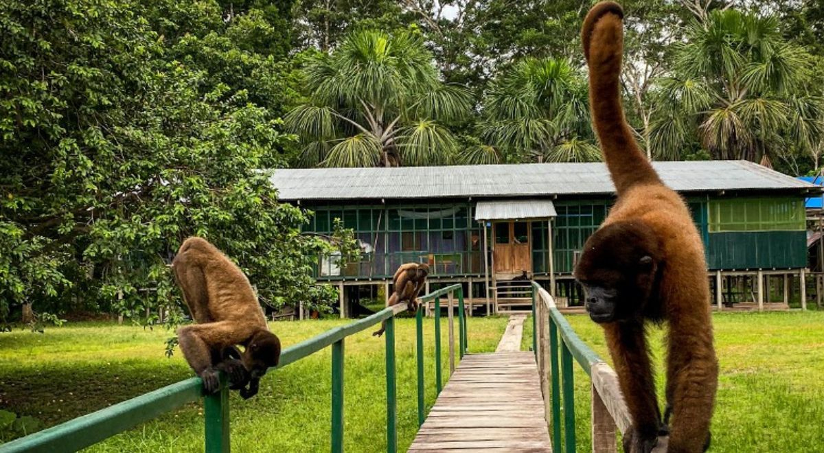 Desde Lima a la Isla de los Monos: Descubre cómo llegar con la guía más ...