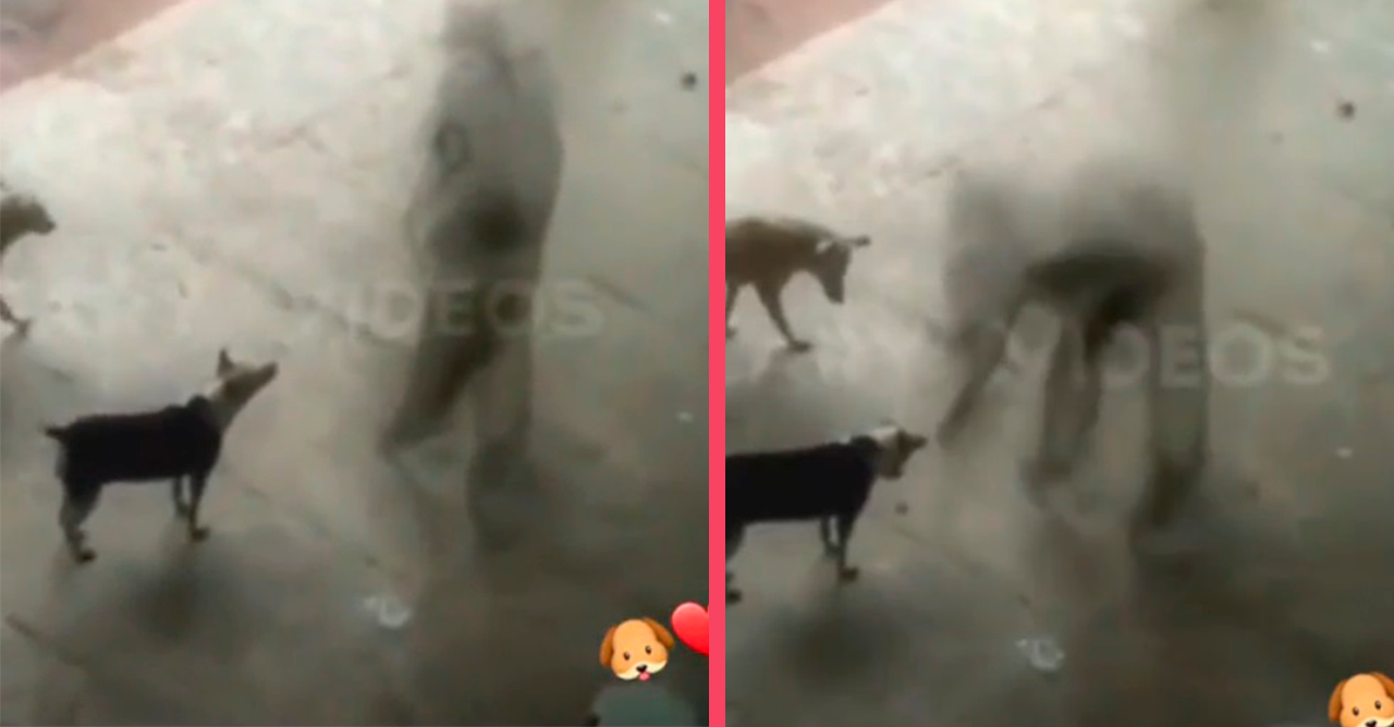 Figura paranormal conmueve en redes sociales tras alimentar a un par de ...