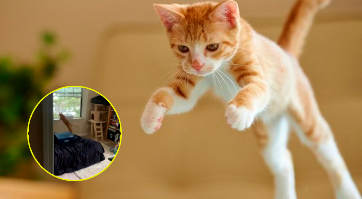 El verdadero gato volador sorprende al salir por ventana tras un ave