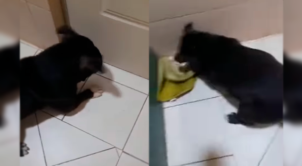 Perro se cree gato y caza a pericote, pero pasó lo impensado