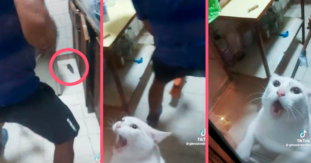 Gatito llora desesperadamente e intenta escapar al ver rata mientras su ...