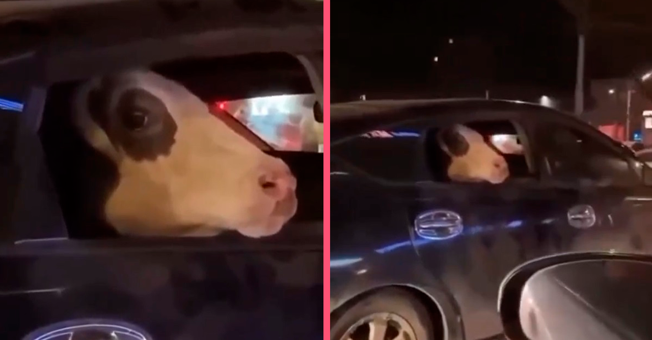 Vaca enternece las redes sociales al viajar dentro de un pequeño auto y ...