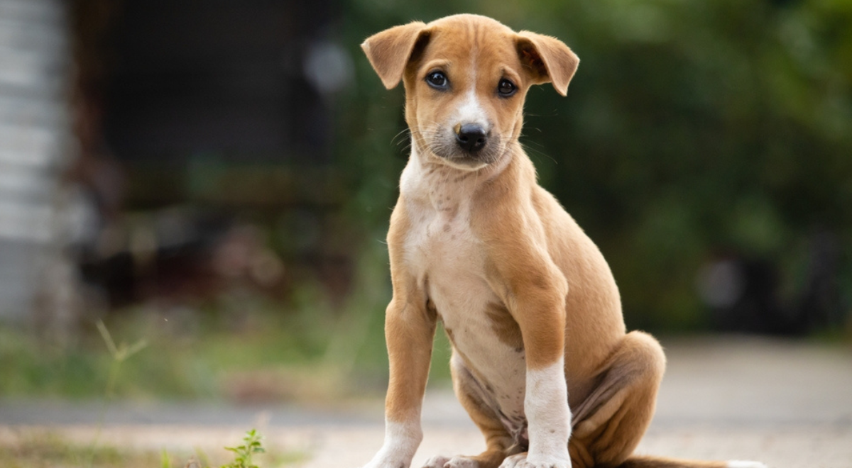 ¿Por qué el 27 de julio es un día inolvidable para los perros sin dueño?