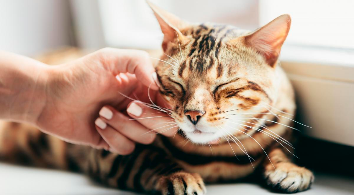 ¿Qué significa que un gato ronronea cuando lo acaricio?