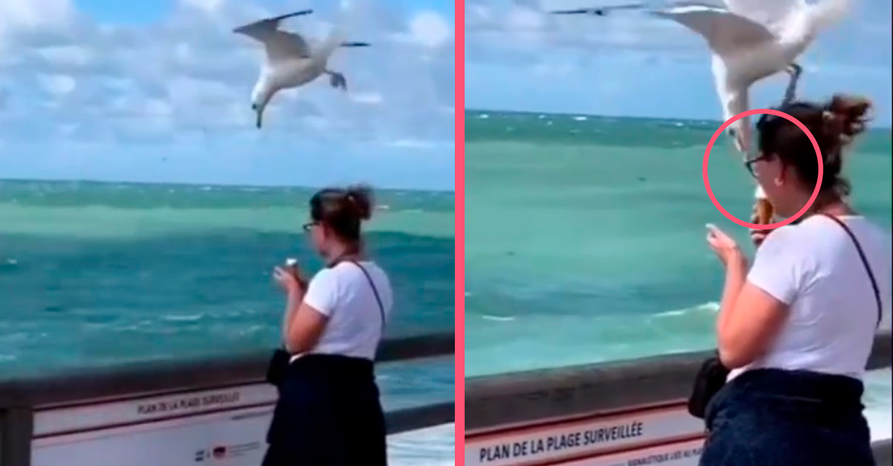 ¡Al mismo estilo de Misión Imposible! Gaviota roba el helado de señorita sin que se dé cuenta y ...