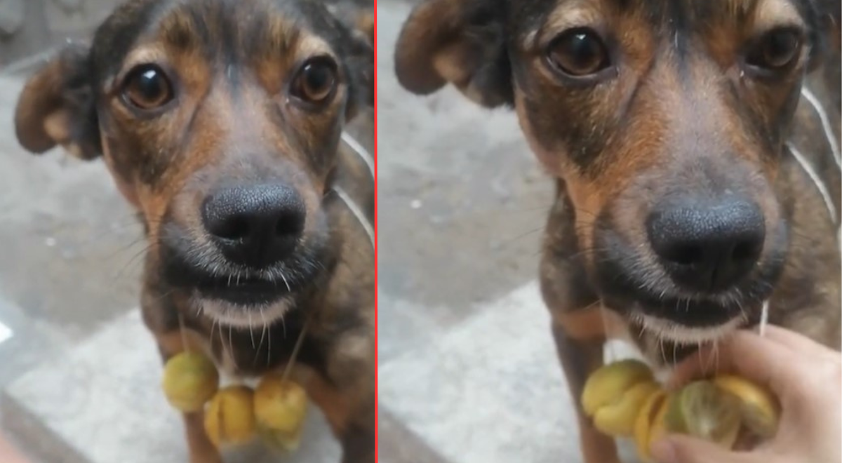 Perrito con collar de limones se queda en la calle y sufre tremendo ...