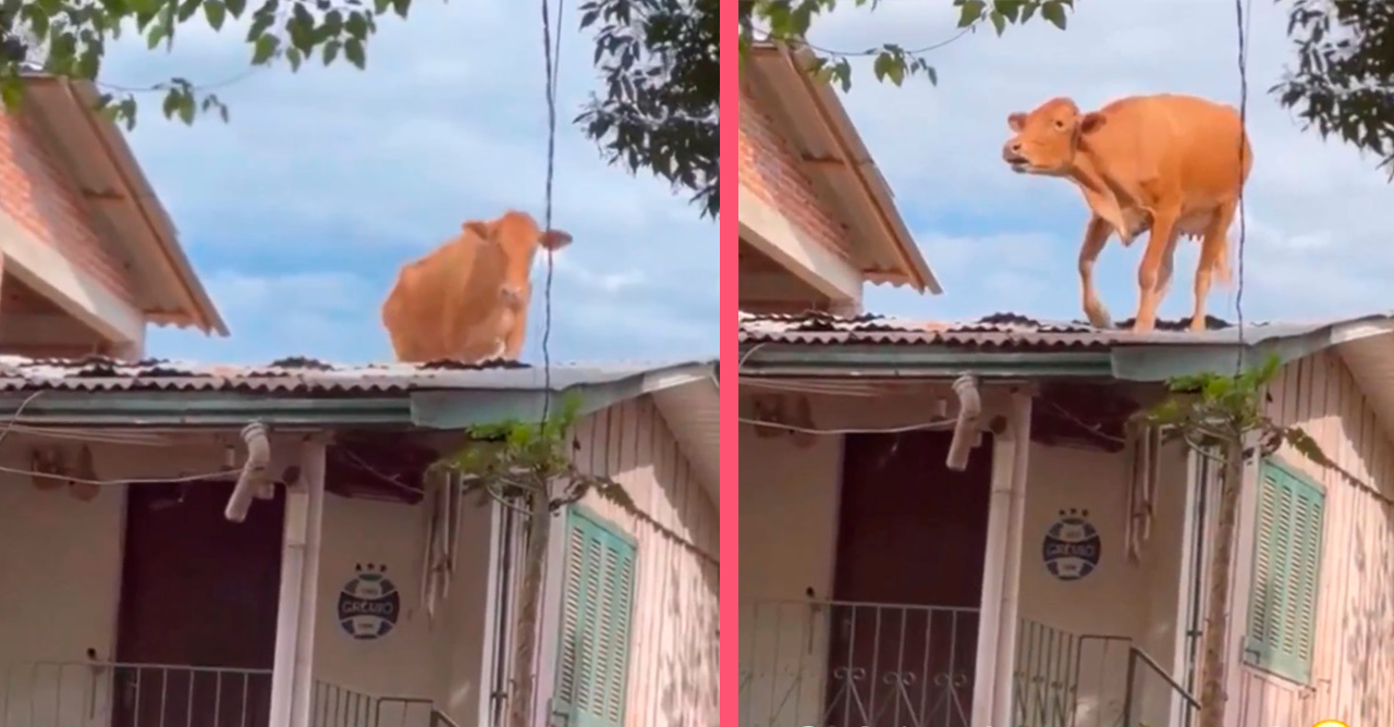 ¿Cómo llego ahí? Vaca se vuelve viral en redes tras aparecer en el ...