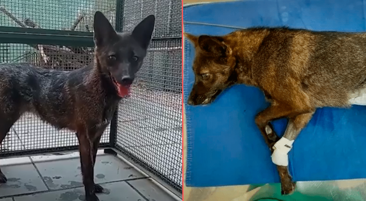 Brasil: Hallan un híbrido de perro-zorro por primera vez en la historia
