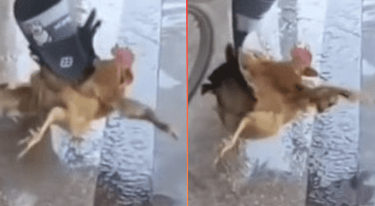 Gallina siente el verdadero TERROR al ser alcanzada por la 'chancla ...