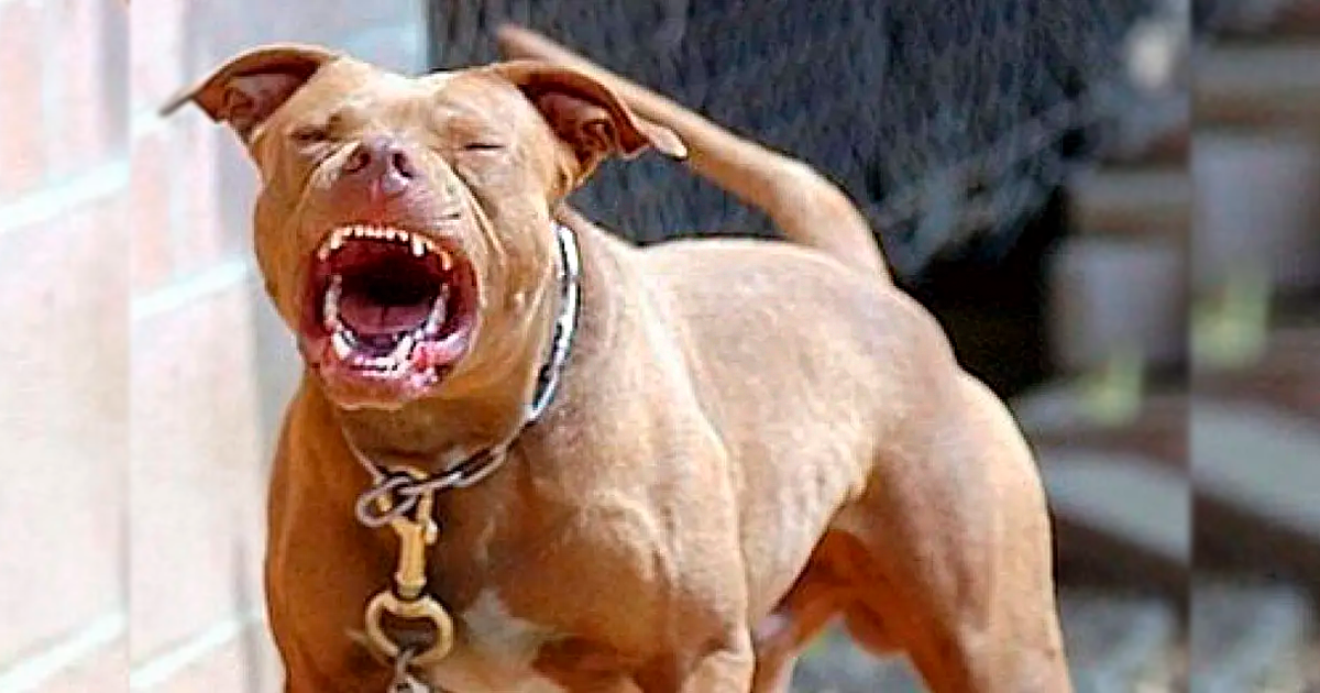 Perro pitbull ataca ferozmente a niña de dos años hasta dejarla sin vida