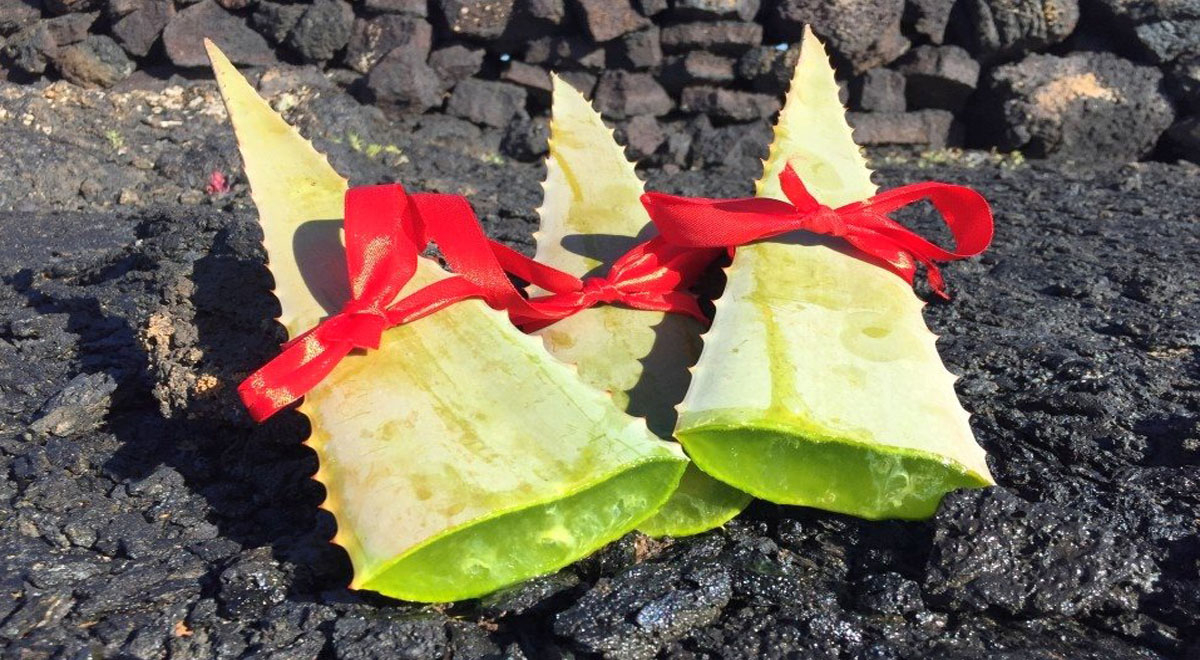 ¿Por qué colocar sábila en la puerta de la casa? Conoce los puntos ...