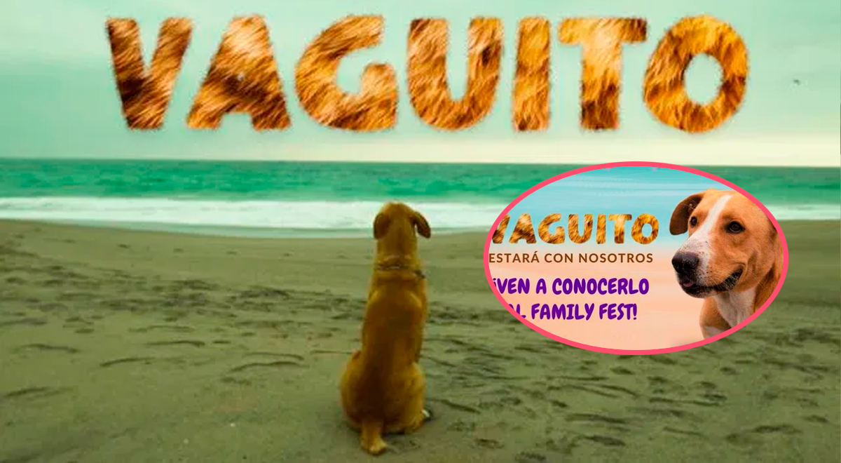¡Conoce a 'Vaguito'! Tú también puedes visitar al perrito estrella de ...