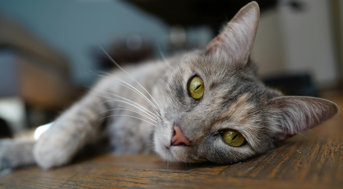 110 frases para honrar a mi GATO FALLECIDO: Recuerdos que mantendrán SU ...