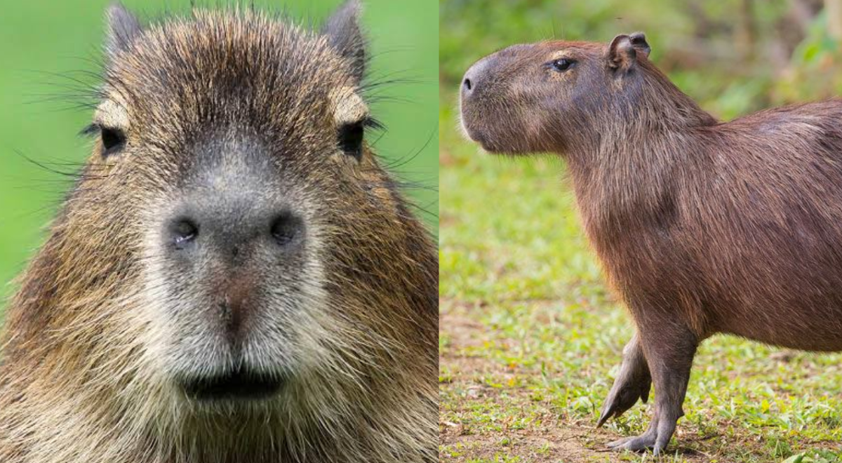 ¡Increíble! 10 datos que no sabías sobre las capibaras, los reyes de la ...