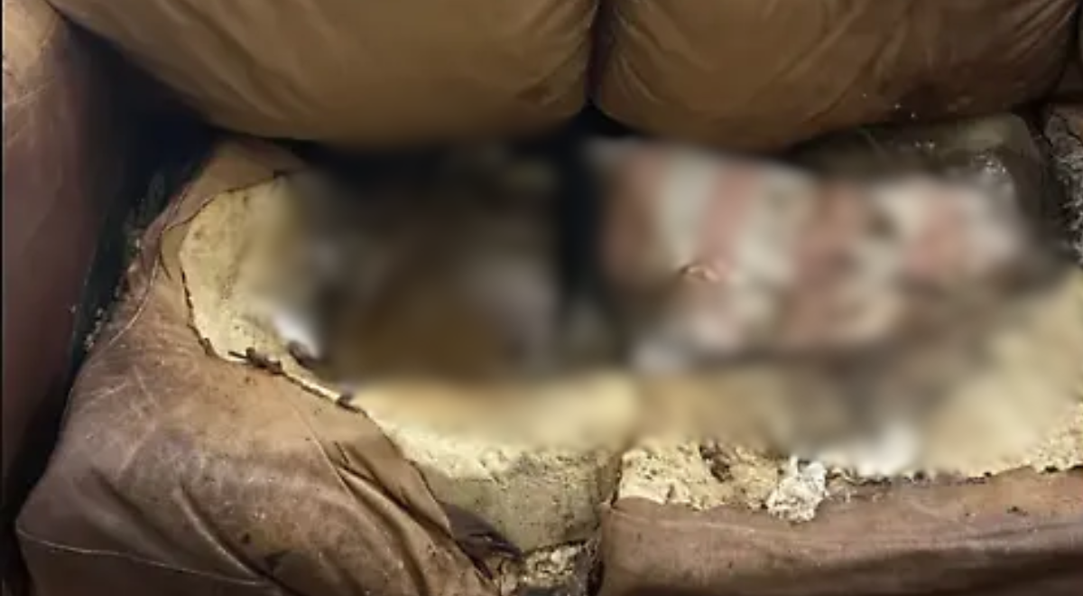 El caso de Lacey Fletcher: La mujer que 'se deterioró' hasta fundirse ...